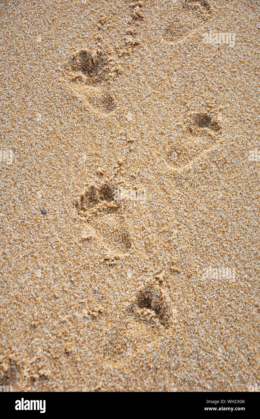 Child Footprint High Resolution Stock Photography and Images - Alamy