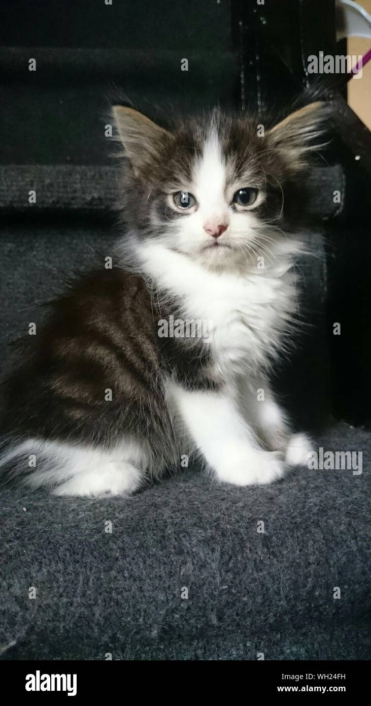 Kitten on steps hi-res stock photography and images - Alamy