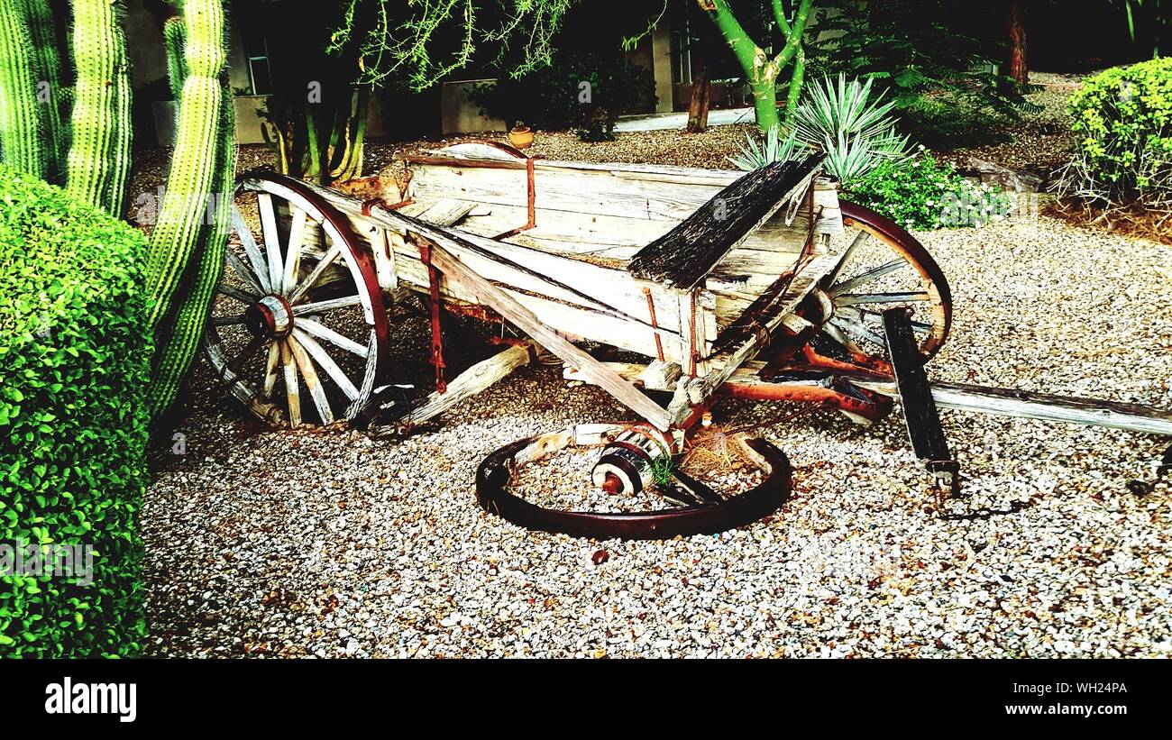 Damaged cactus hi-res stock photography and images - Alamy