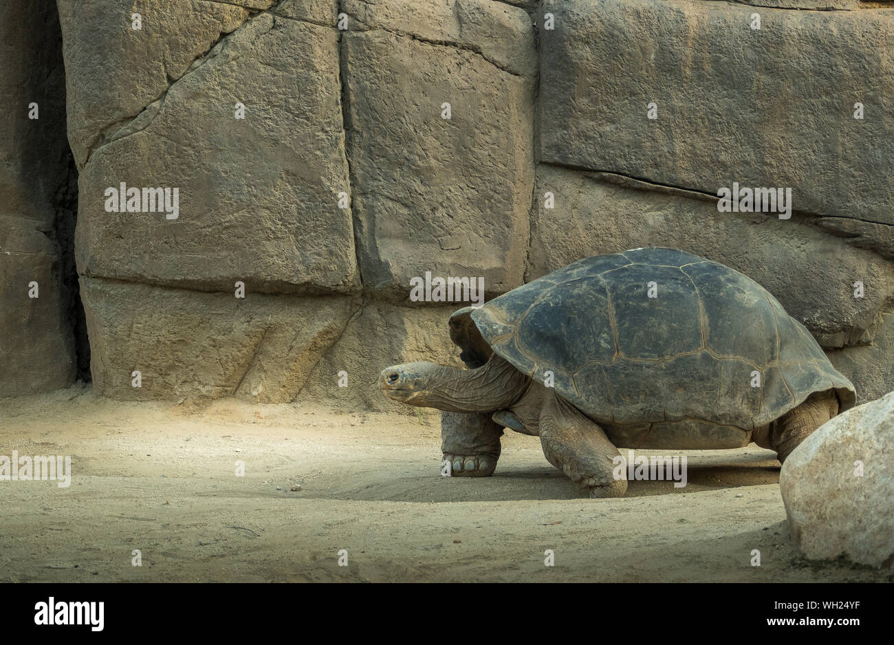Tortoise Formation High Resolution Stock Photography and Images - Alamy