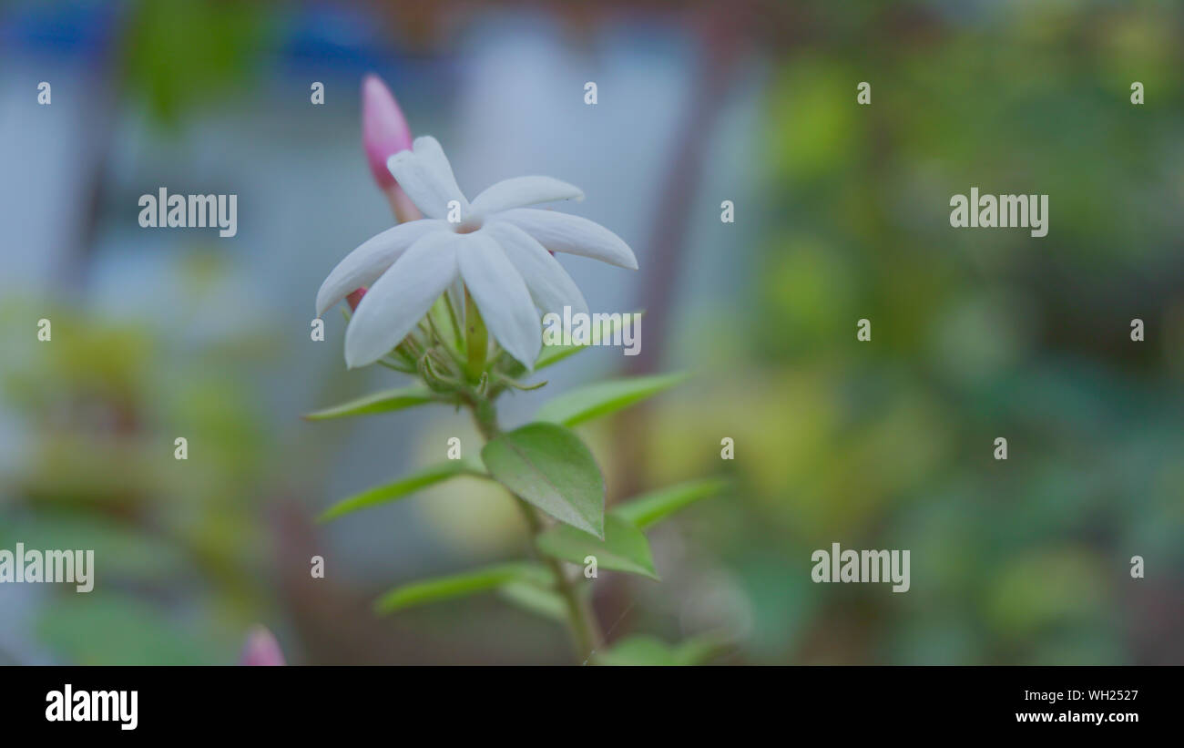 Cool light background on the white flower Stock Photo - Alamy