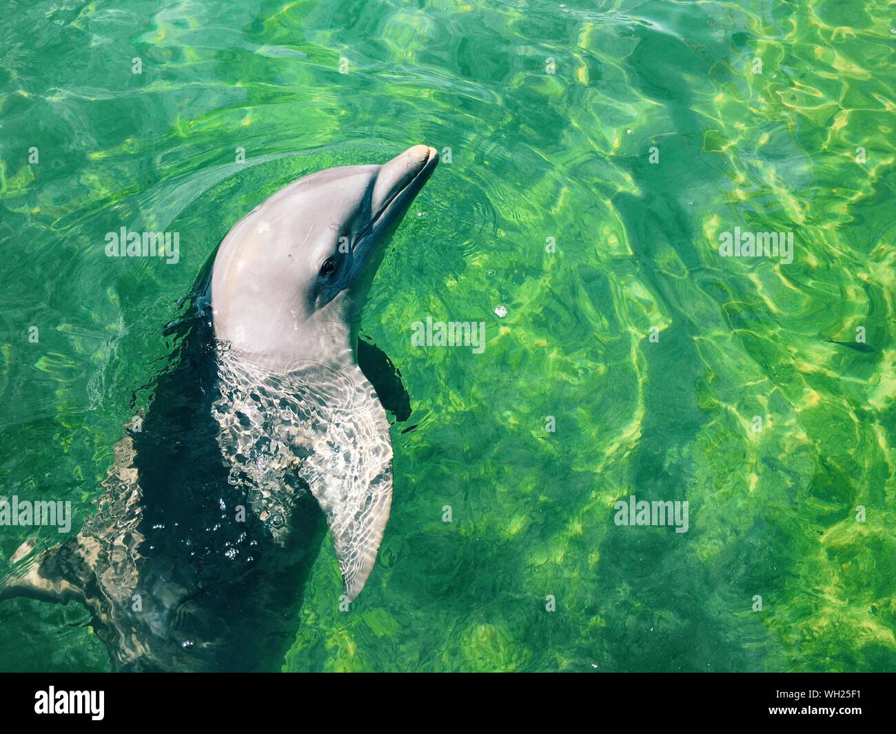 Emerging from water hi-res stock photography and images - Alamy