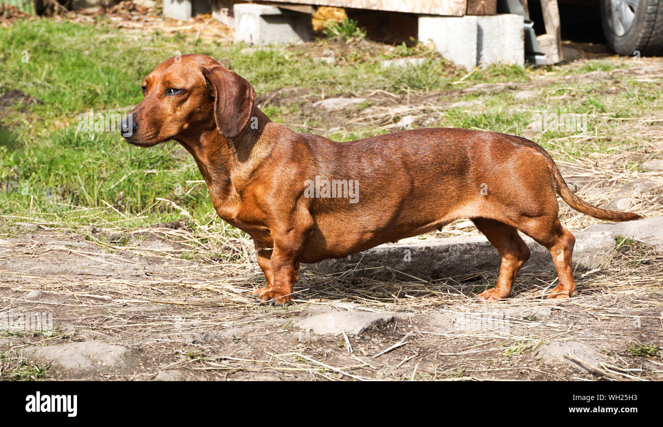 Brown Dachshund High Resolution Stock Photography and Images - Alamy