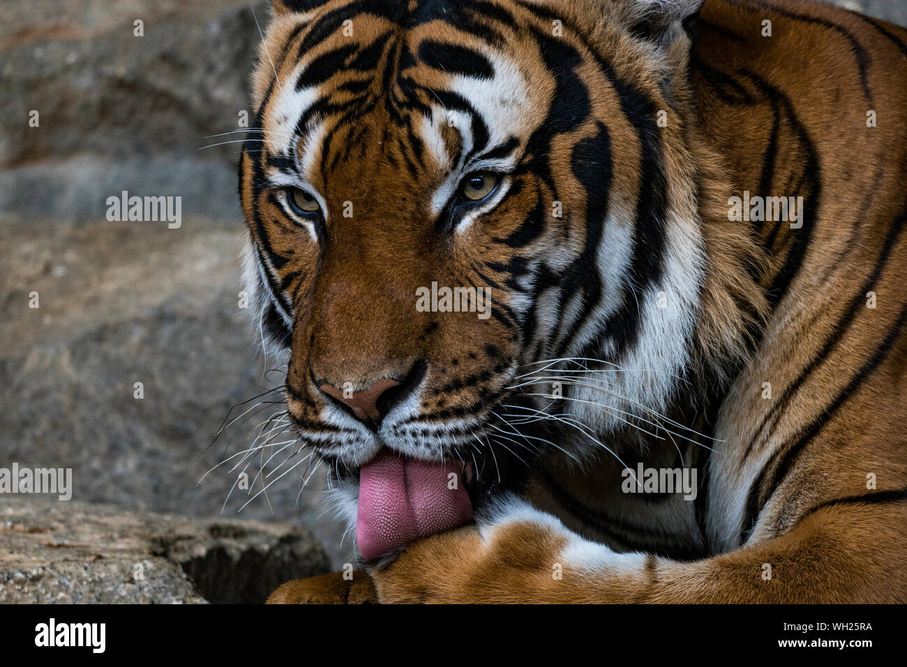 Tiger Tongue Close Up High Resolution Stock Photography and Images - Alamy