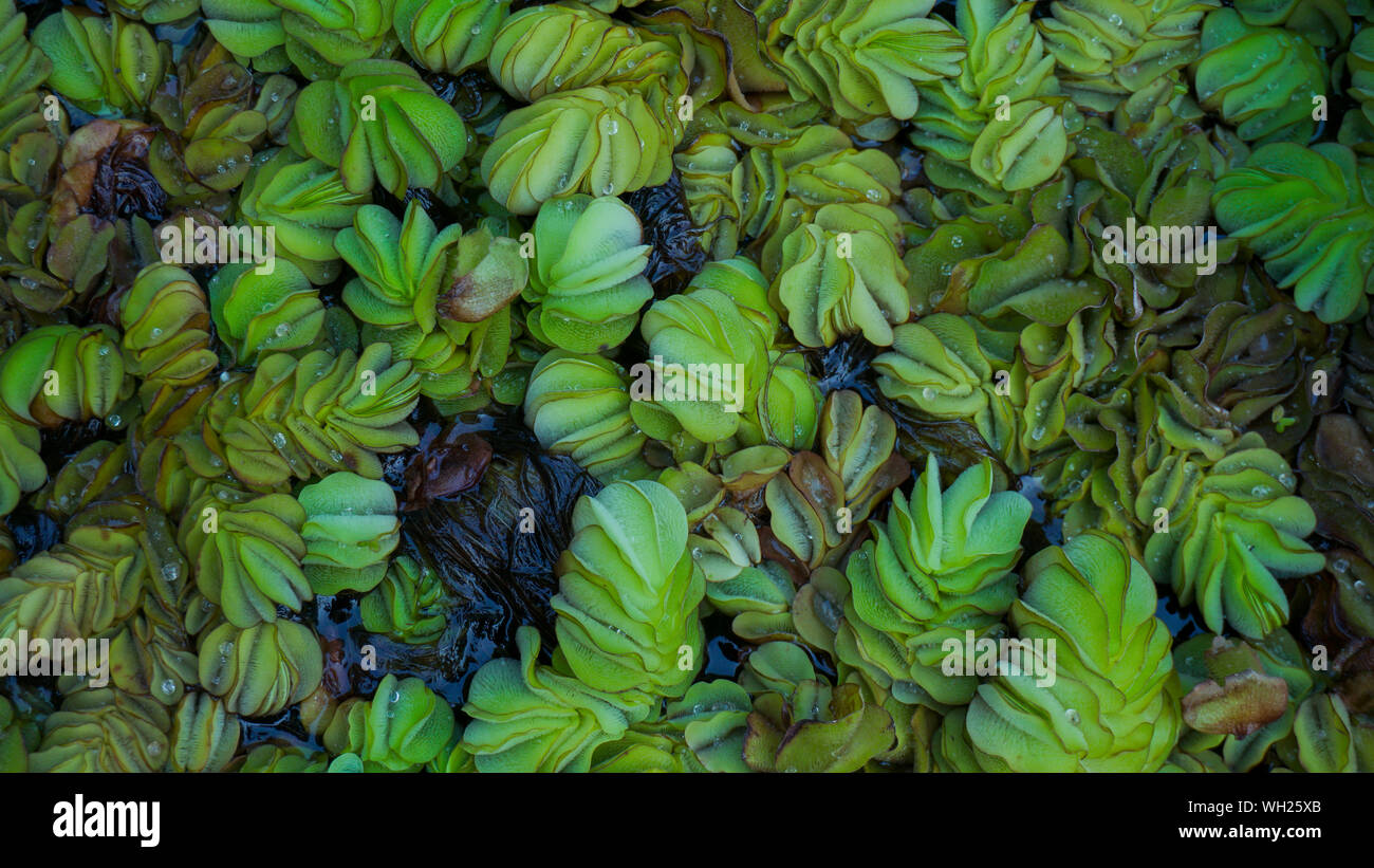 Blue-green algae are not algae at all, but types of bacteria called ...