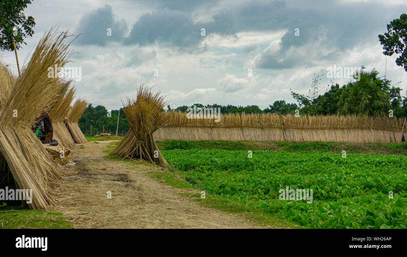 Jute Field, Jute Stick, Jute is the main financial crop of Bangladesh ...