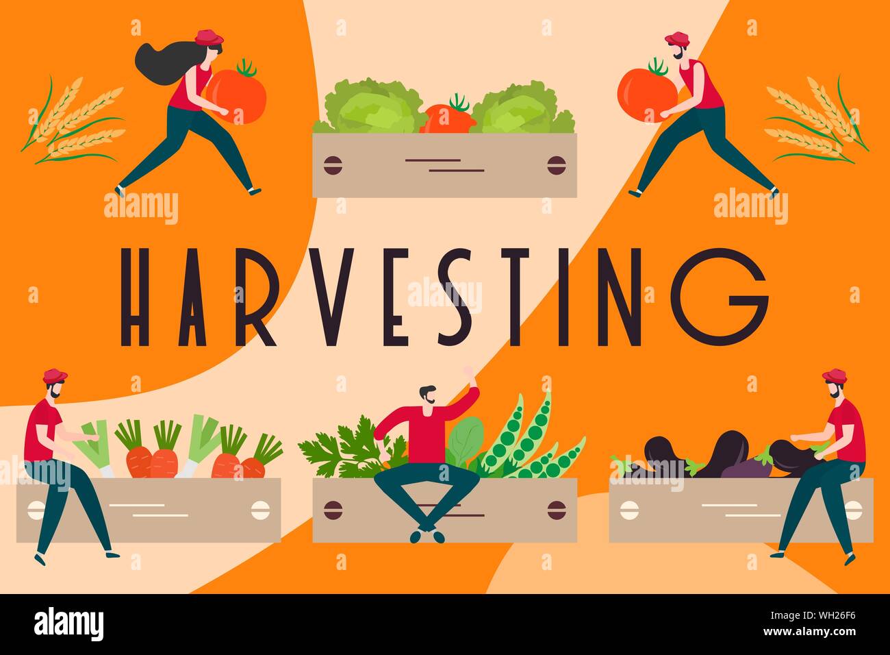 Vector illustration with people harvesting vegetables, boxes ...