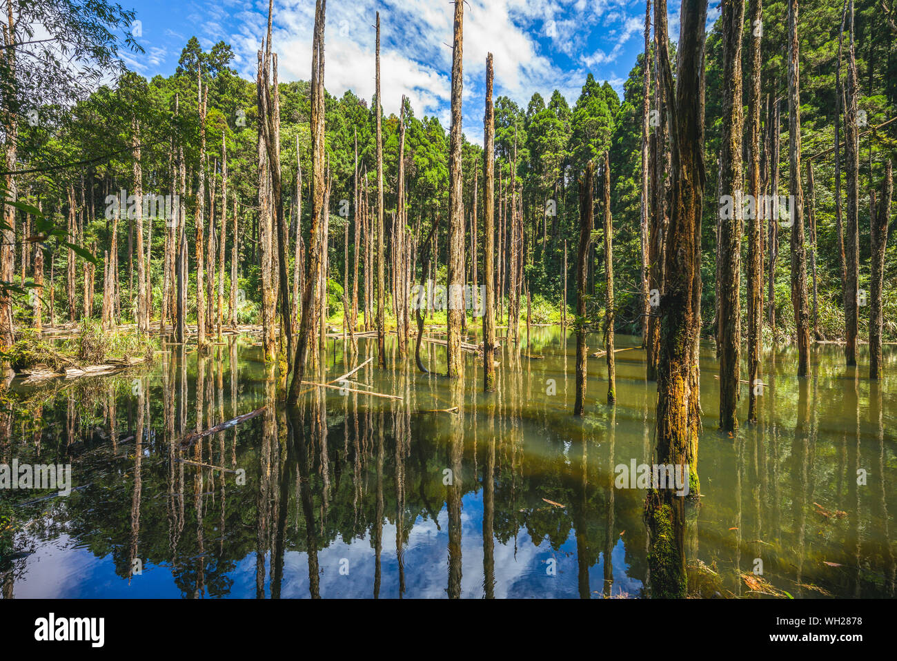 Lotus tree hi-res stock photography and images - Alamy