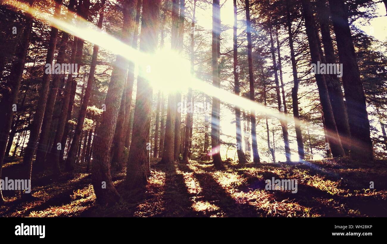 Sun through tall tree hi-res stock photography and images - Alamy