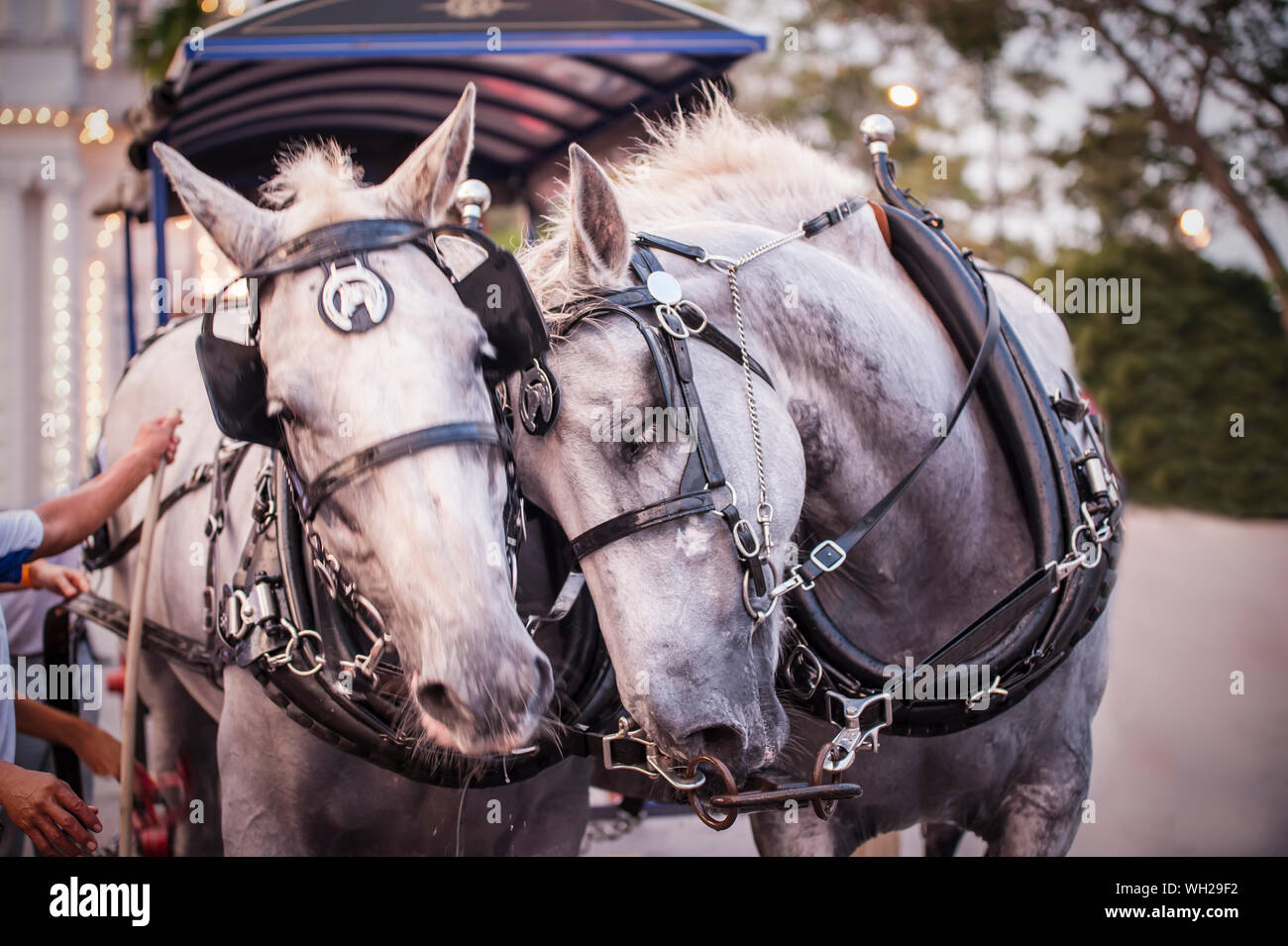 Human horses and livestock hi-res stock photography and images - Alamy