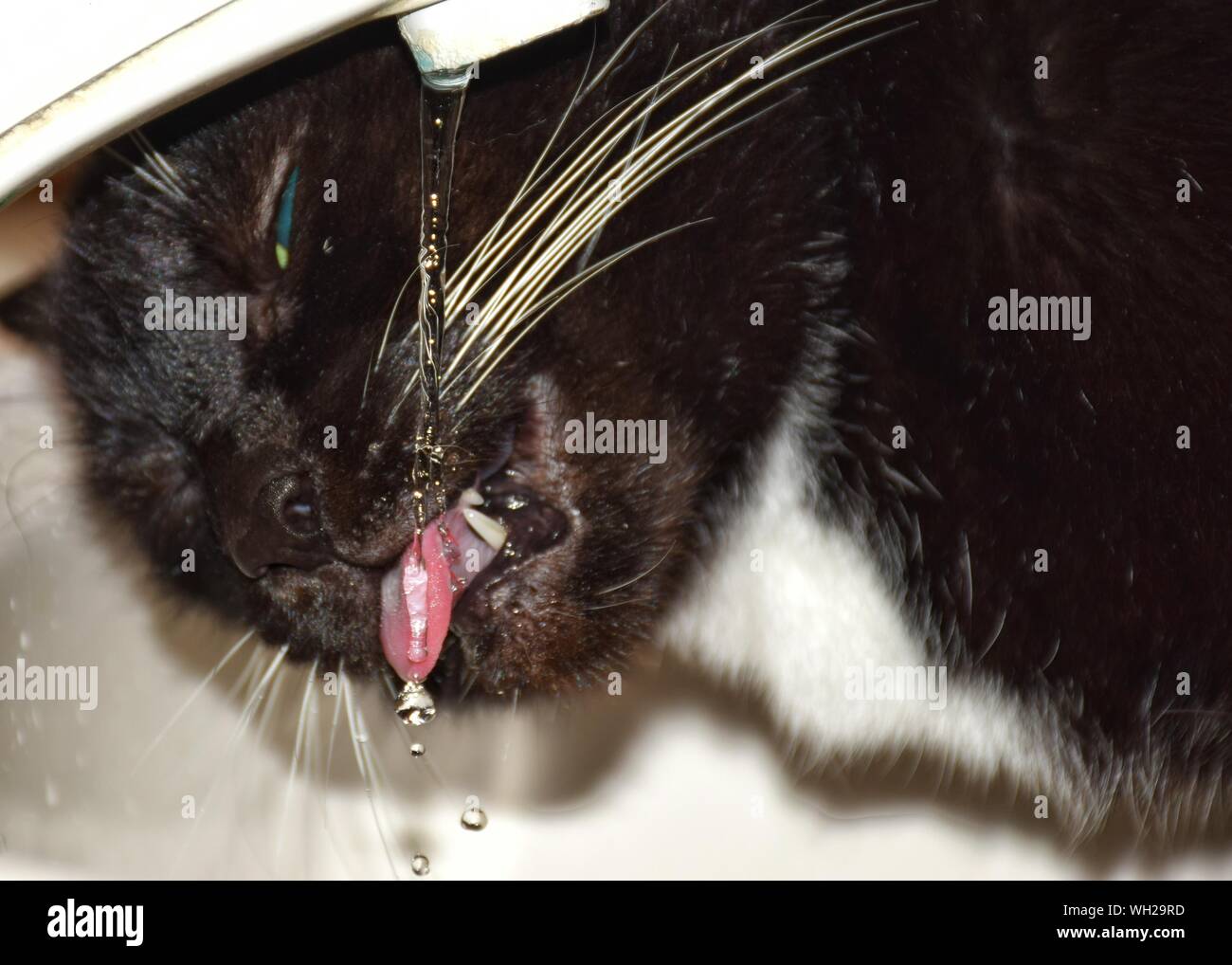 Faucet cat hi-res stock photography and images - Alamy