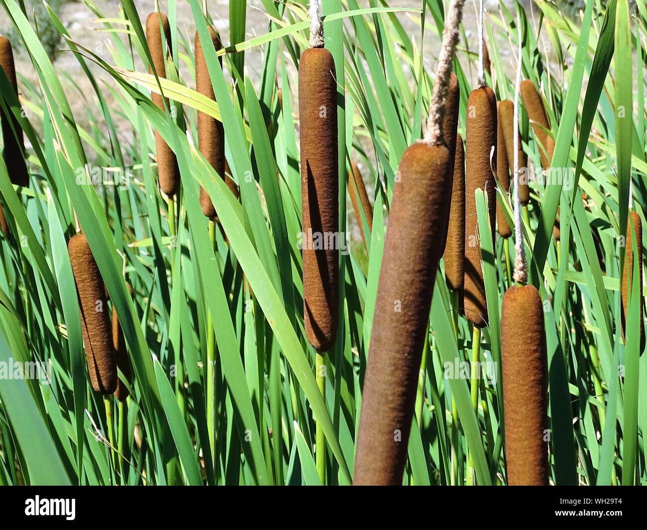 Field of cattails hi-res stock photography and images - Alamy