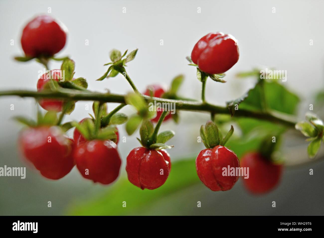 Shiny red berries on branch hi-res stock photography and images - Alamy