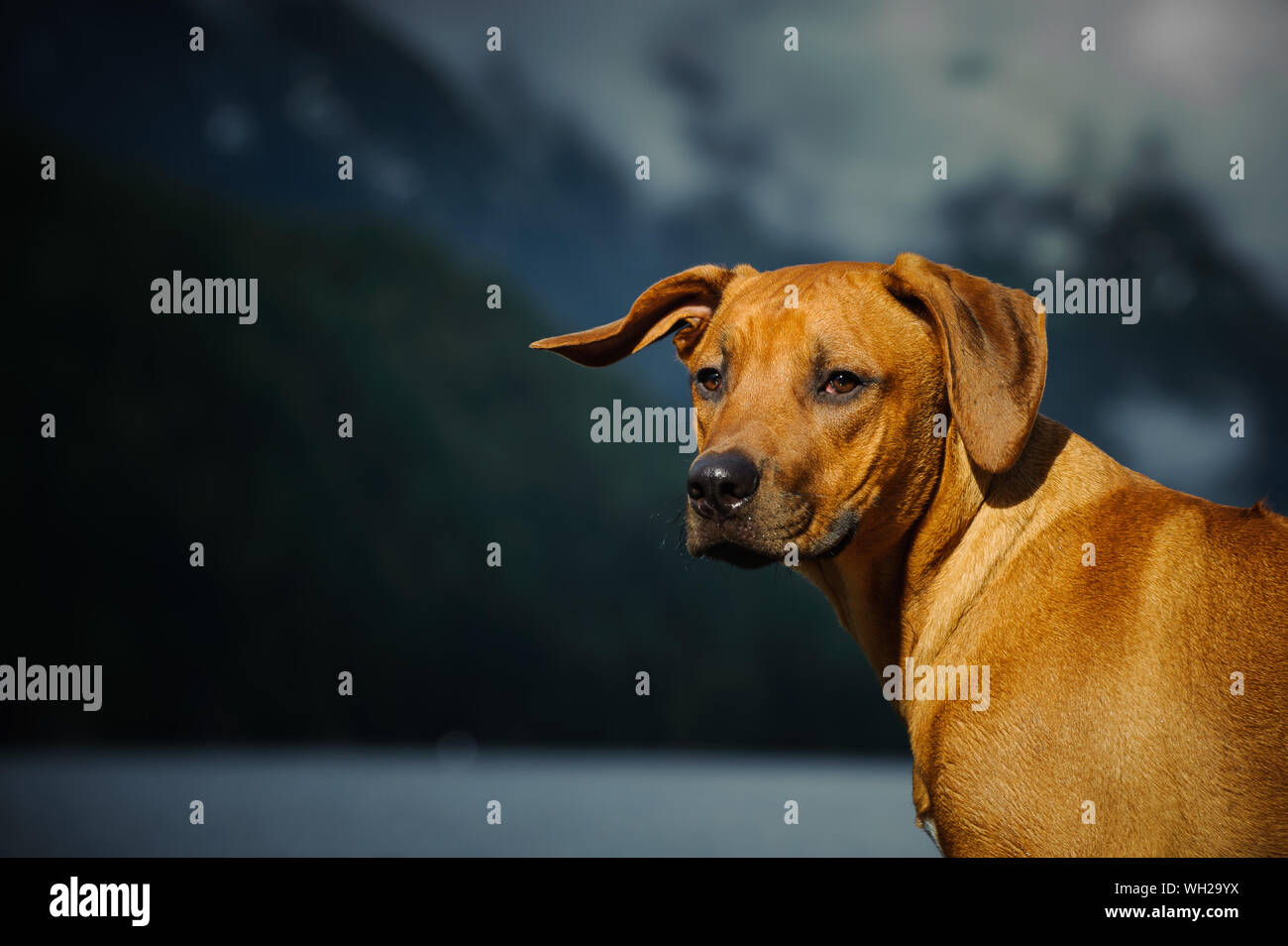 Rhodesian ridgeback africa hi-res stock photography and images - Alamy