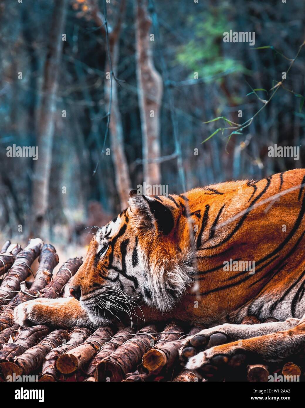 Tiger Sleeping In Tree High Resolution Stock Photography and Images - Alamy
