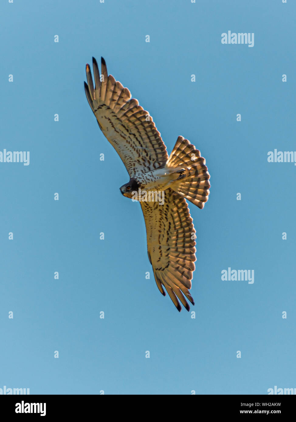 águila culebrera hi-res stock photography and images - Alamy