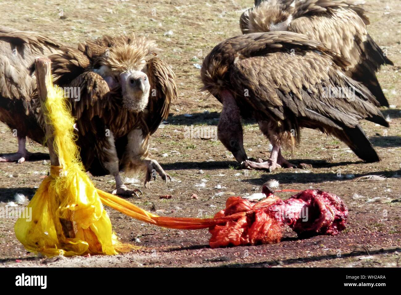 Vulture Bird Eating Human
