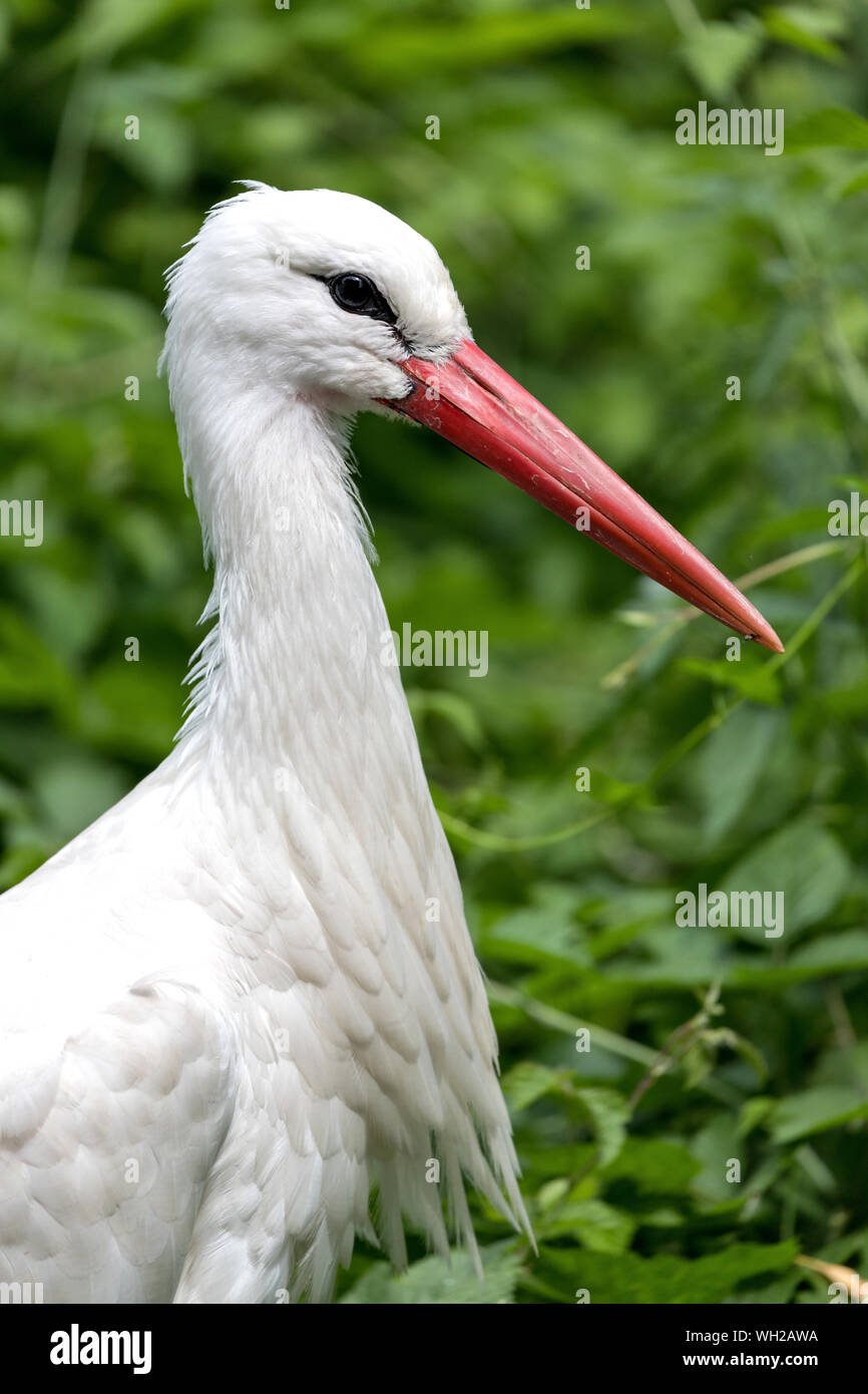White stork ciconia ciconia portrait hi-res stock photography and ...