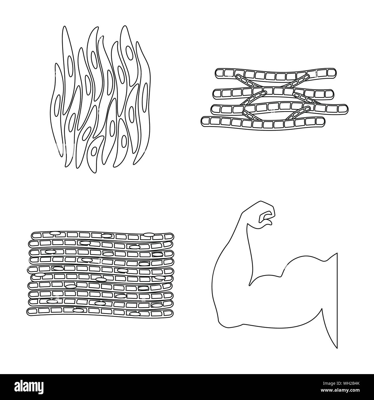 Vector illustration of fiber and muscular sign. Set of fiber and body ...