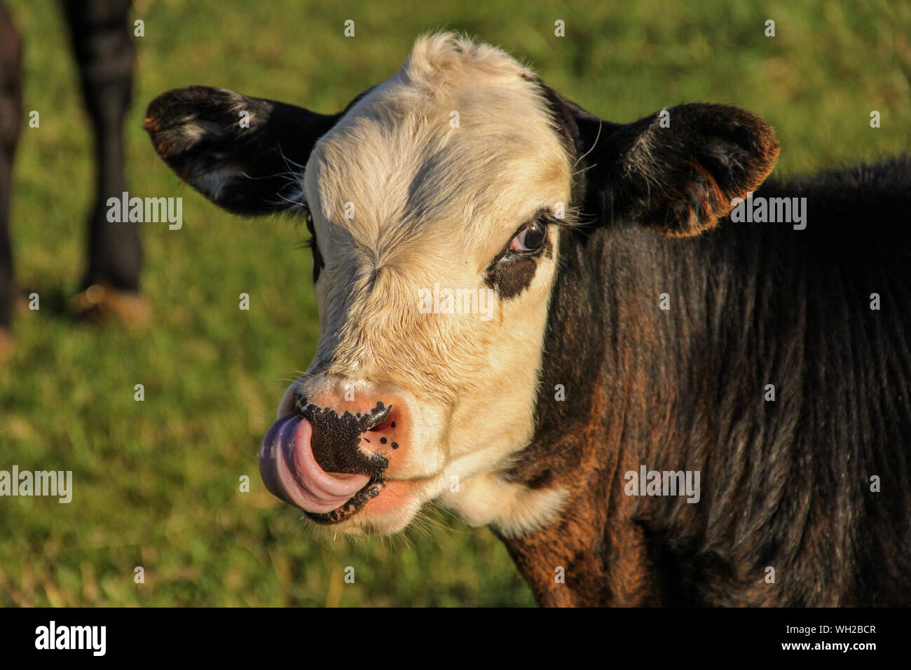 Cow Licking Nose High Resolution Stock Photography and Images - Alamy