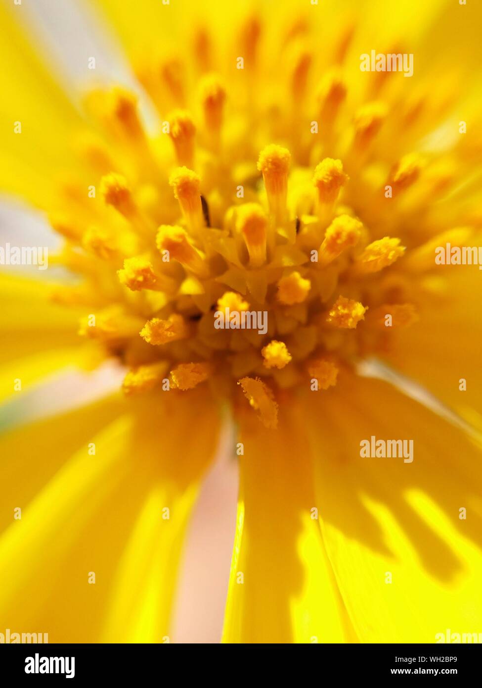 Pollen frame hi-res stock photography and images - Alamy