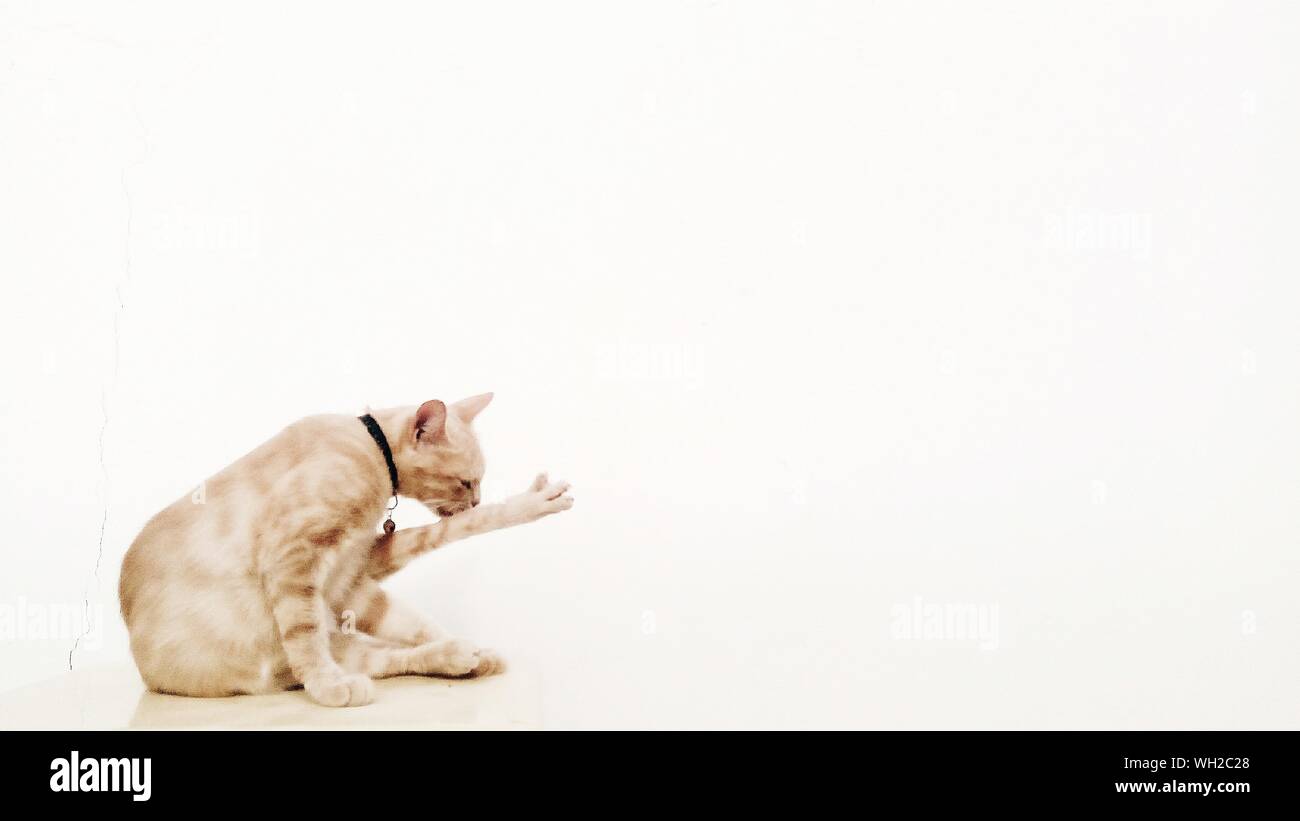 Licking Leg High Resolution Stock Photography and Images - Alamy