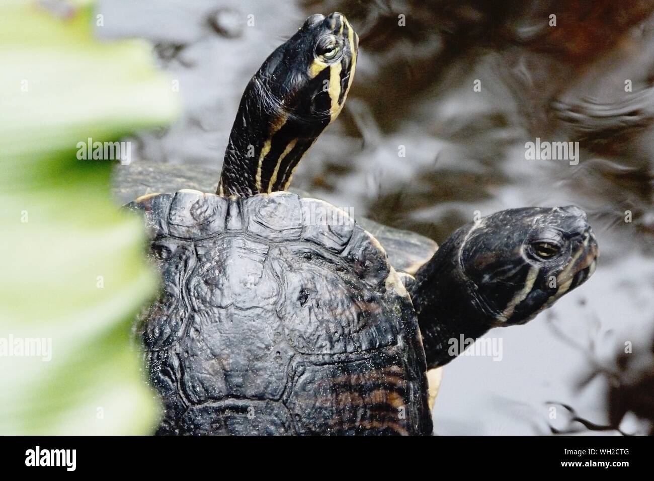 Urban turtles hi-res stock photography and images - Alamy