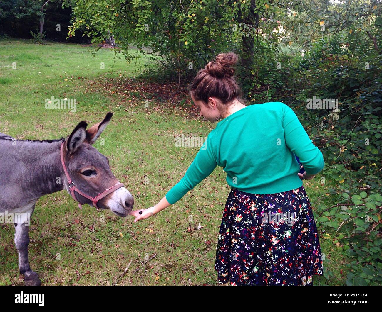 Rear of donkey hi-res stock photography and images - Alamy