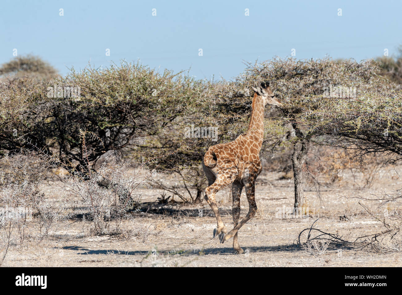 An Angolan Giraffe - Giraffa giraffa angolensis- galloping nervously on ...