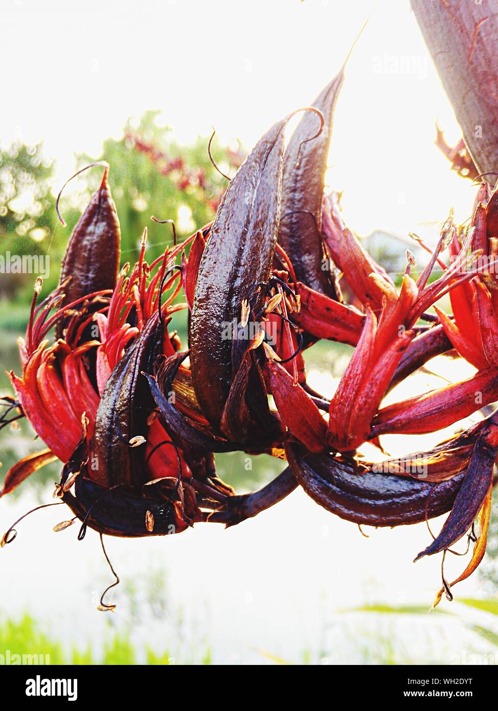 Seeds of flax hi-res stock photography and images - Alamy