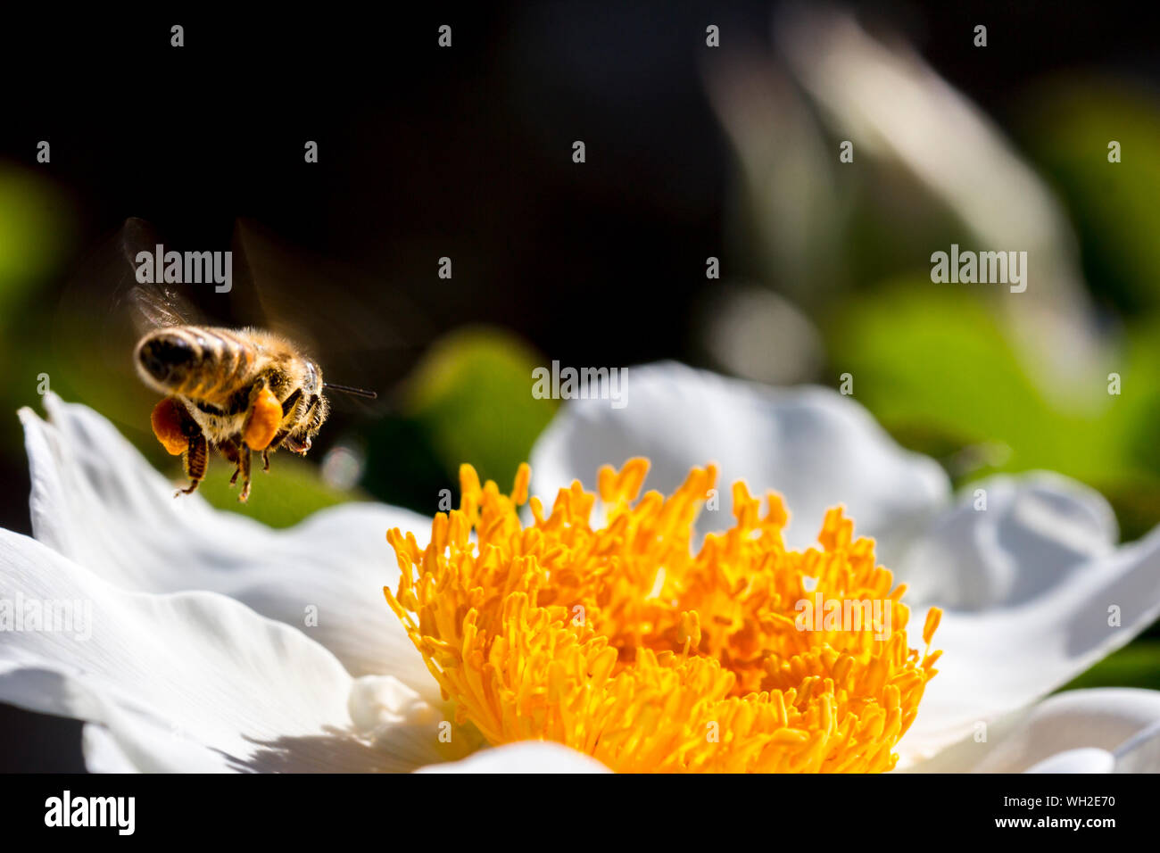 Buzzing bee hi-res stock photography and images - Alamy