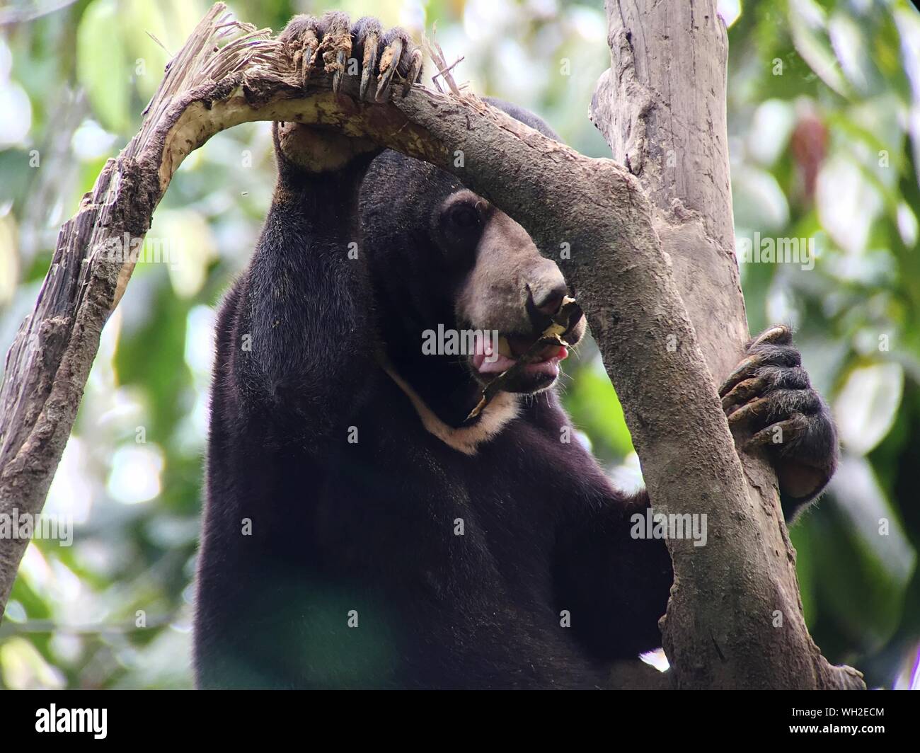 Sun bear tree hi-res stock photography and images - Alamy