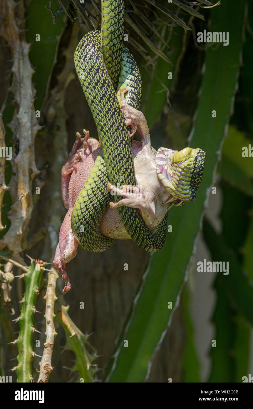 Ornamental snake - jewellery tree snake (Chrysopelea paradisi) hangs on ...