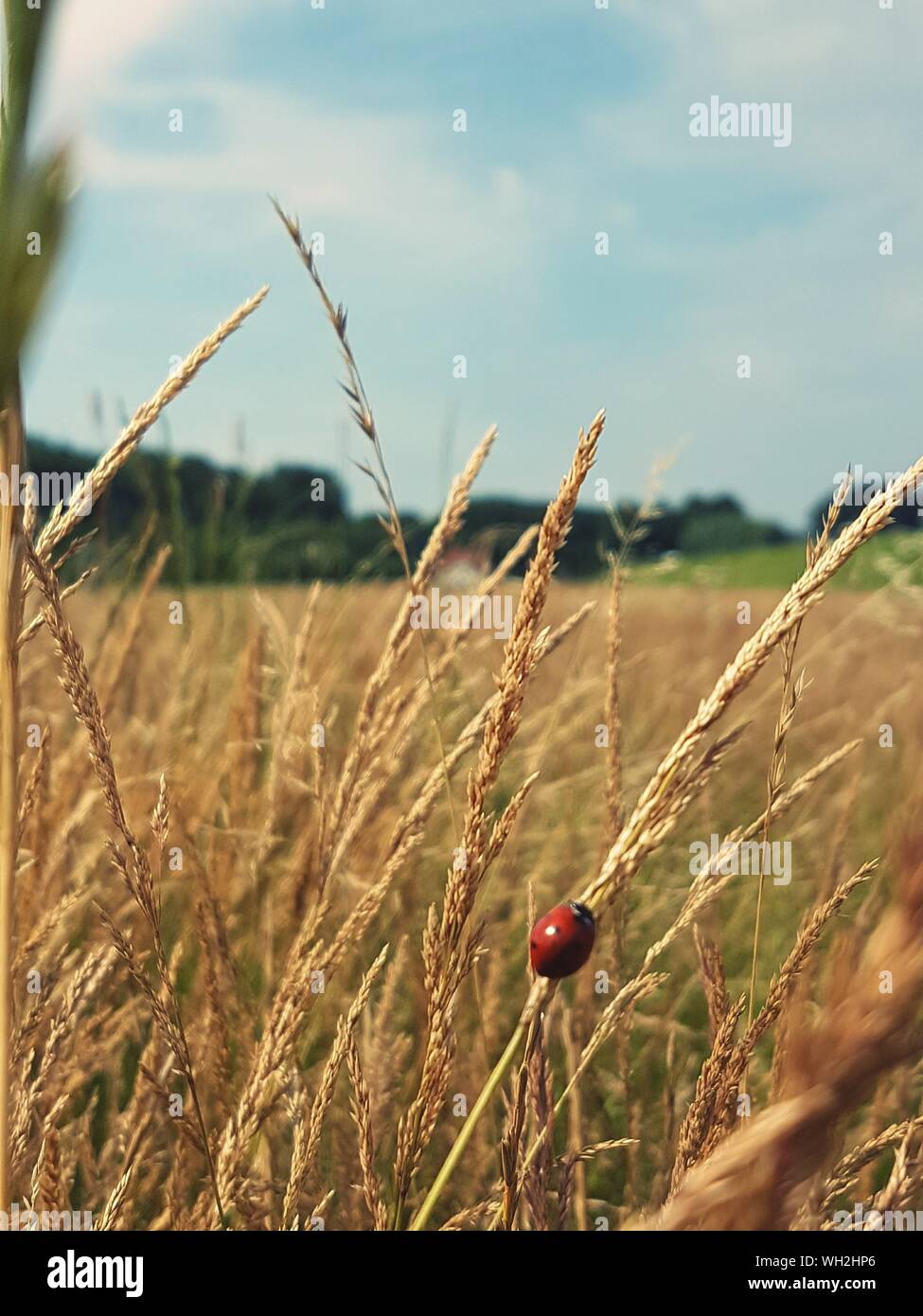 Ladybug on a stem hi-res stock photography and images - Alamy