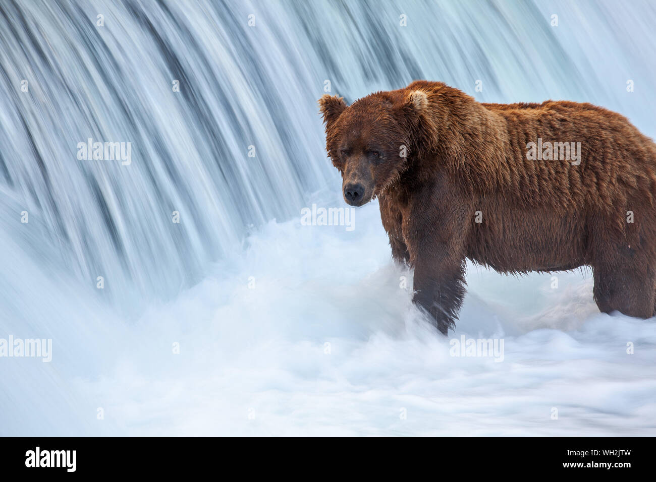 Bear in water hi-res stock photography and images - Alamy
