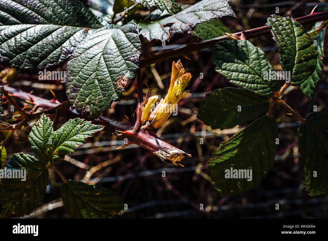 Rotting leaves hi-res stock photography and images - Alamy