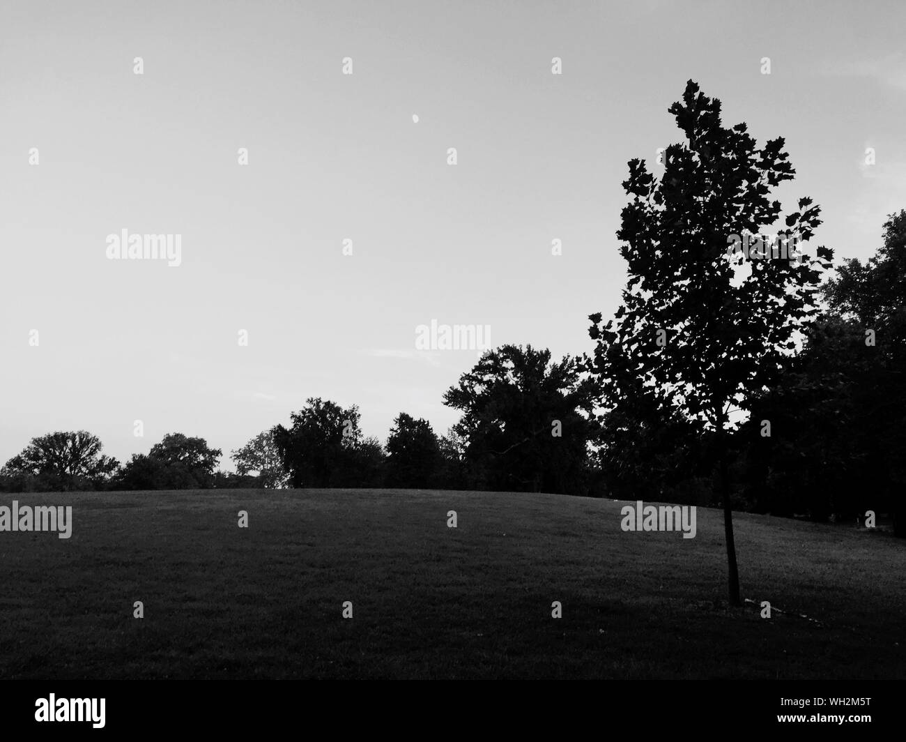 Half trees hi-res stock photography and images - Alamy