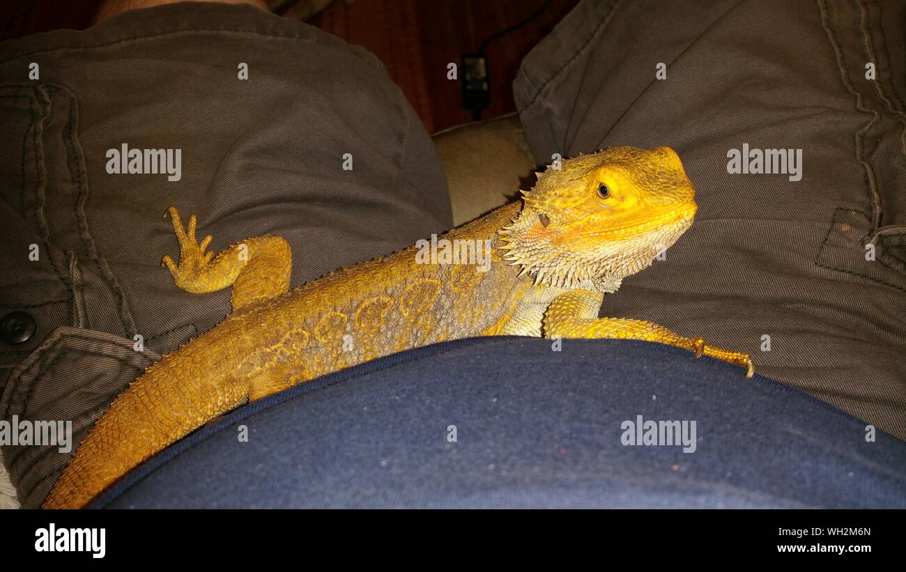 Lap Body Area High Resolution Stock Photography and Images - Alamy