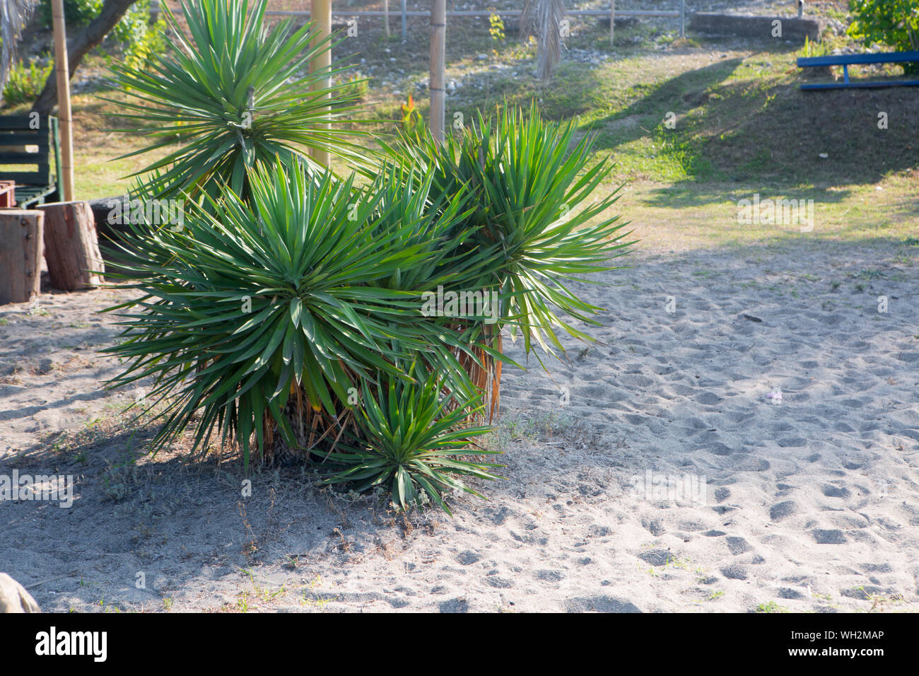 Gazebo made of bamboo and palm branches on the beach Stock Photo - Alamy