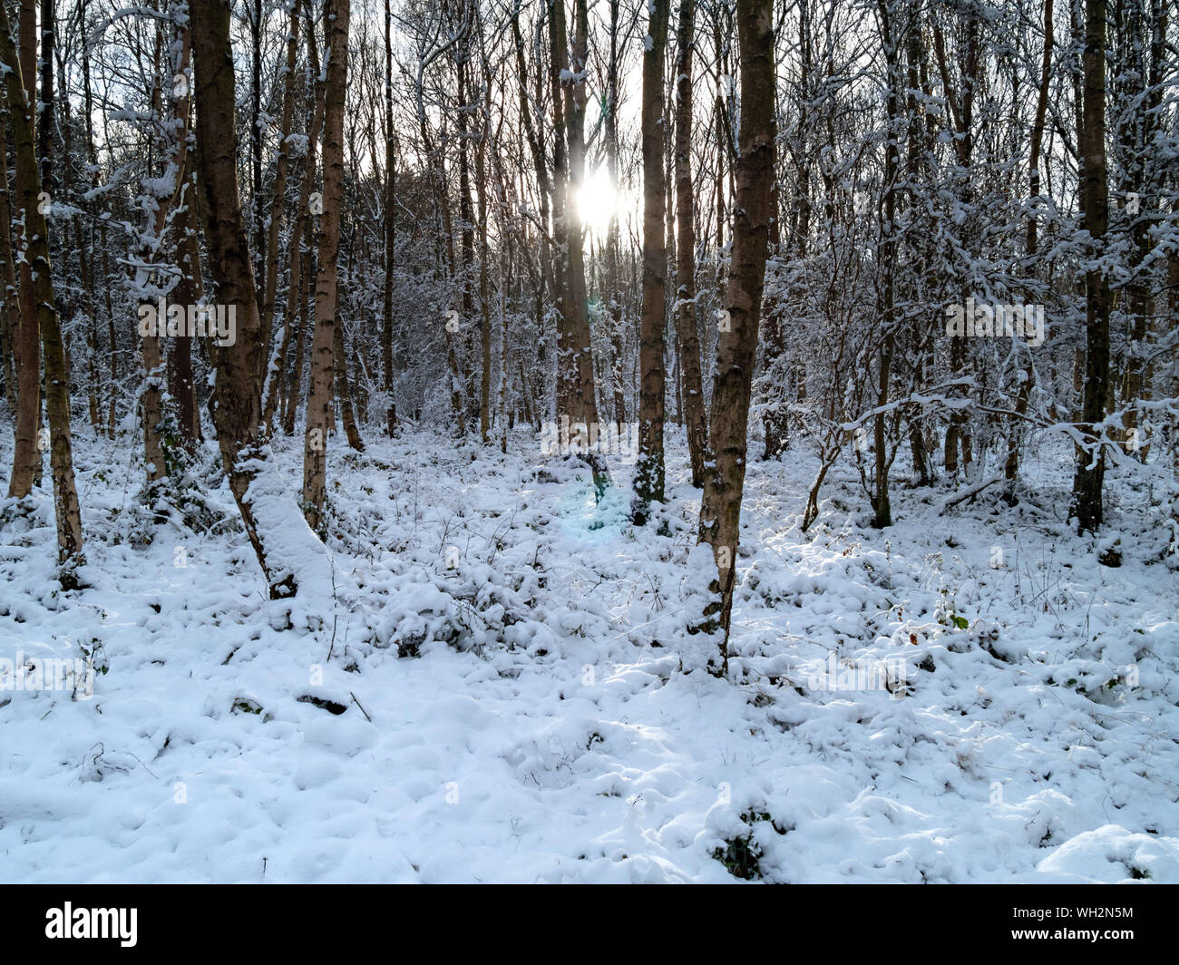 Low Winter sunlight shining through snowy woodland trees, Derbyshire ...