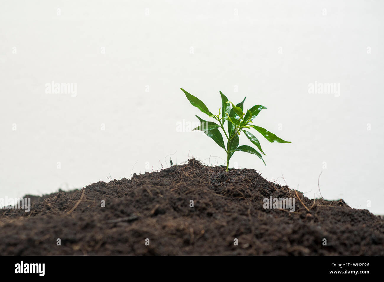 Seedling Soil White Background High Resolution Stock Photography and ...