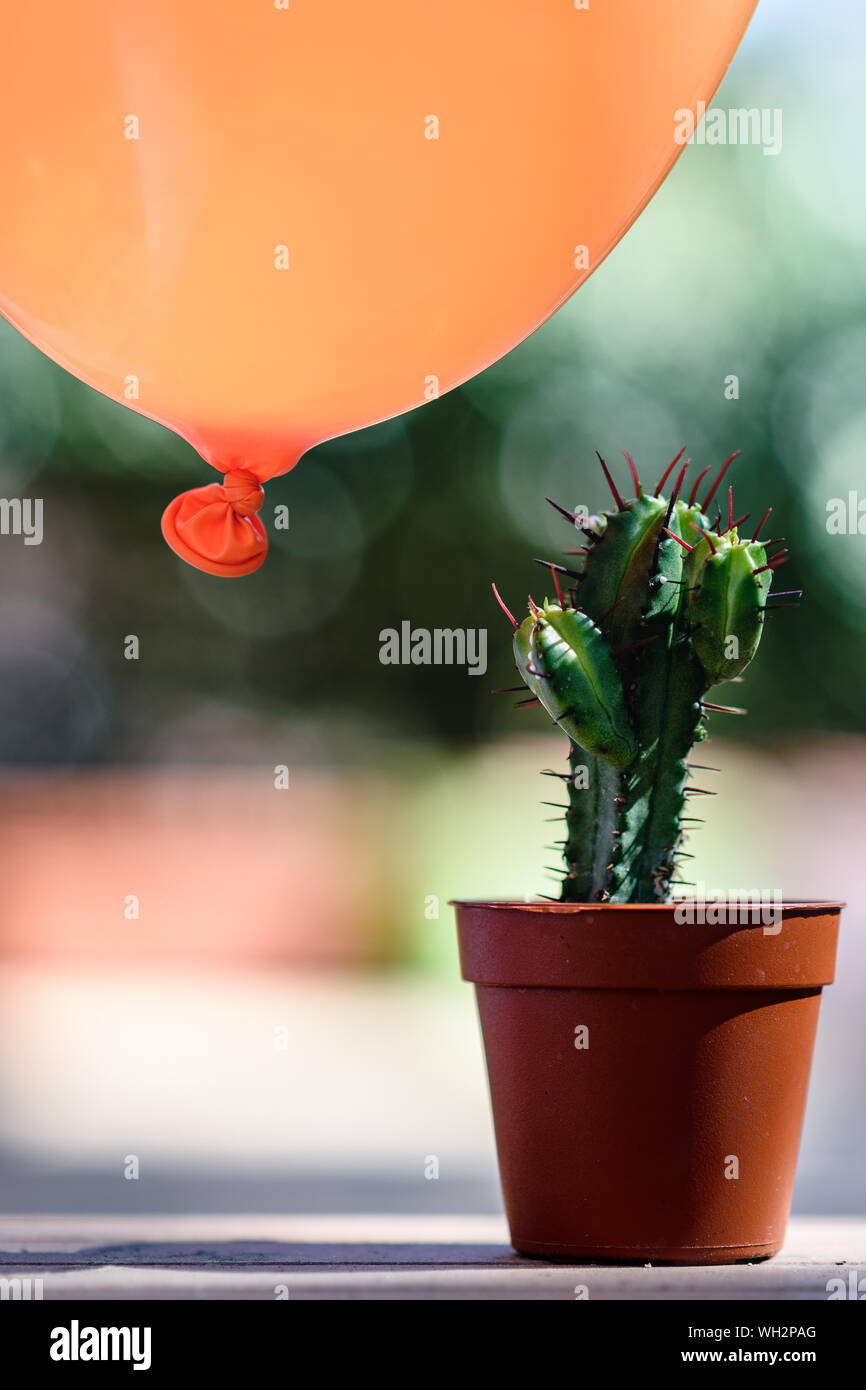 Balloon cactus hi-res stock photography and images - Alamy
