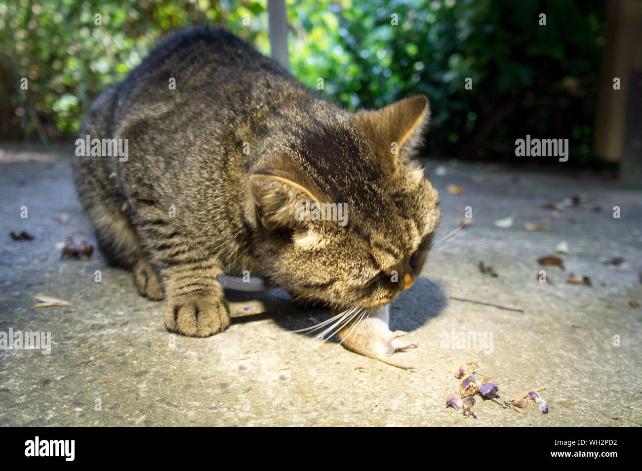 A cat eats its prey Common Vole on the cement floor. (CTK Photo/Libor ...