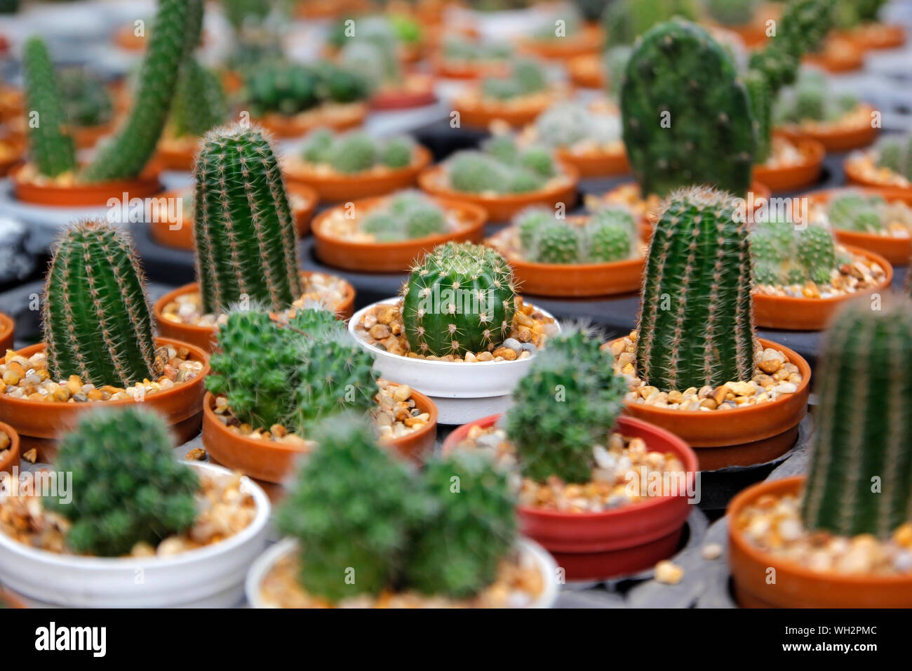 pile of beautiful cactus in flower shop Stock Photo - Alamy
