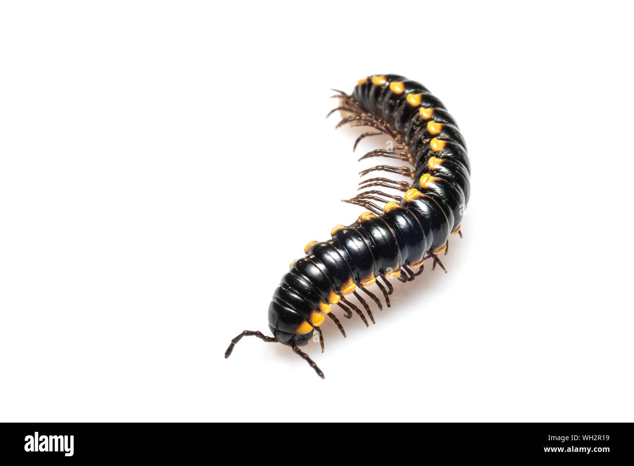 Millipede in nature Cut Out Stock Images & Pictures - Alamy