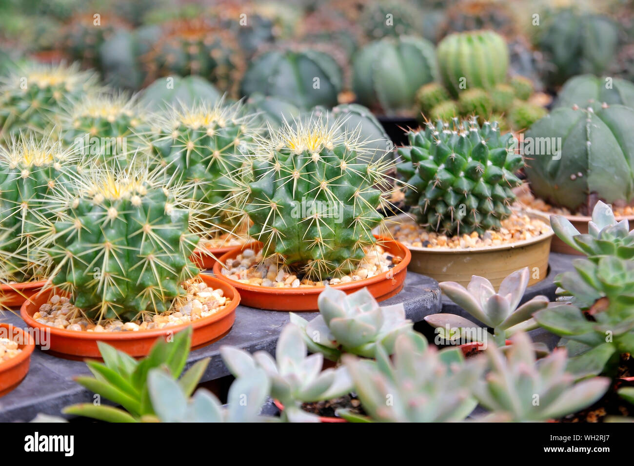pile of beautiful cactus in flower shop Stock Photo - Alamy