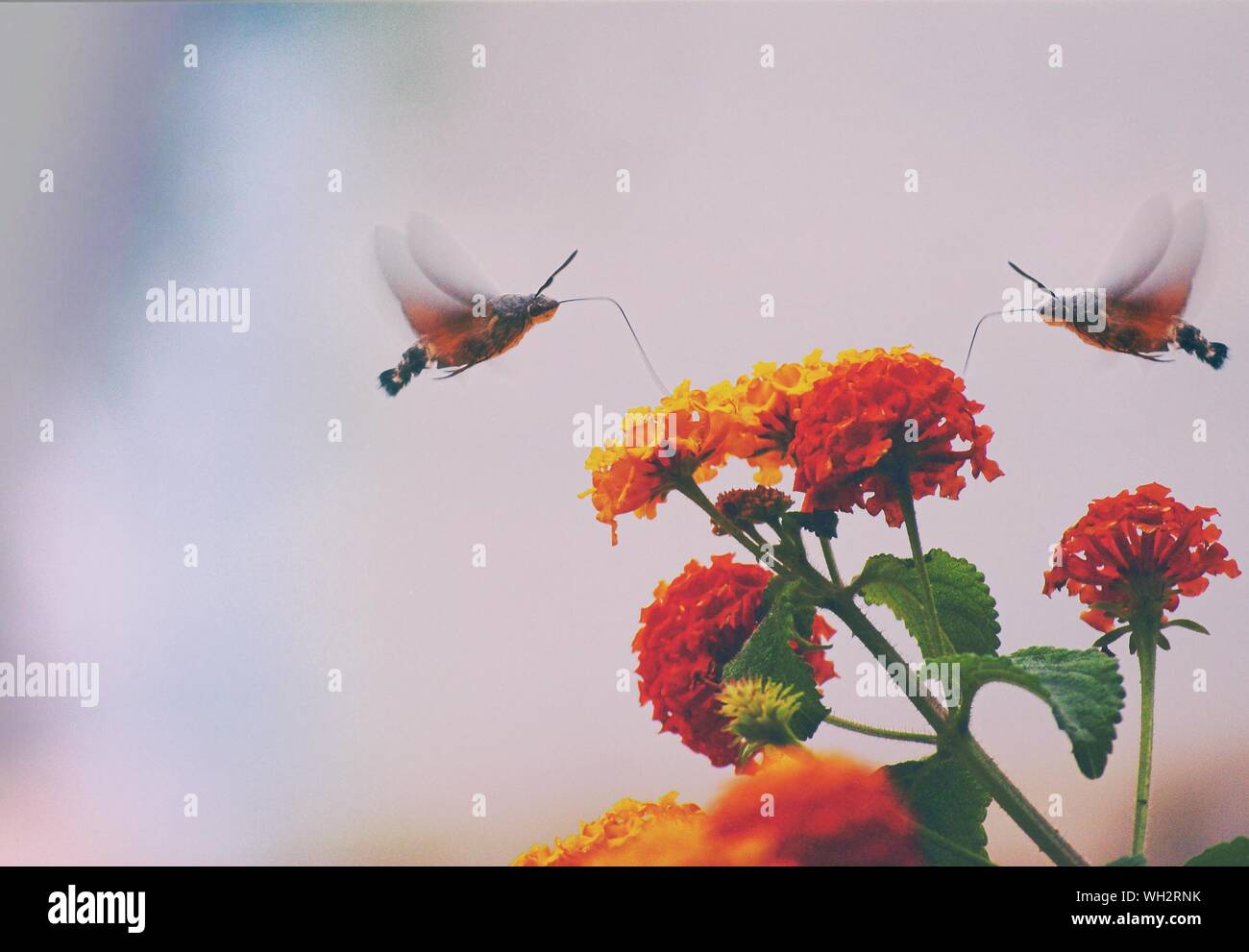Close up flying insects hi-res stock photography and images - Alamy