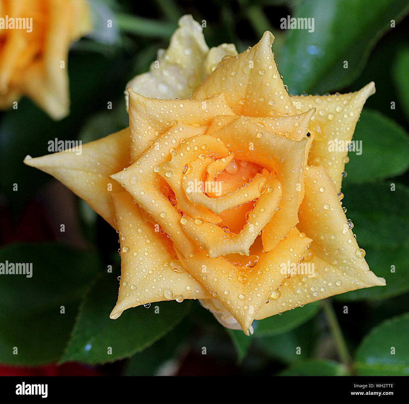 Yellow water rose hi-res stock photography and images - Alamy
