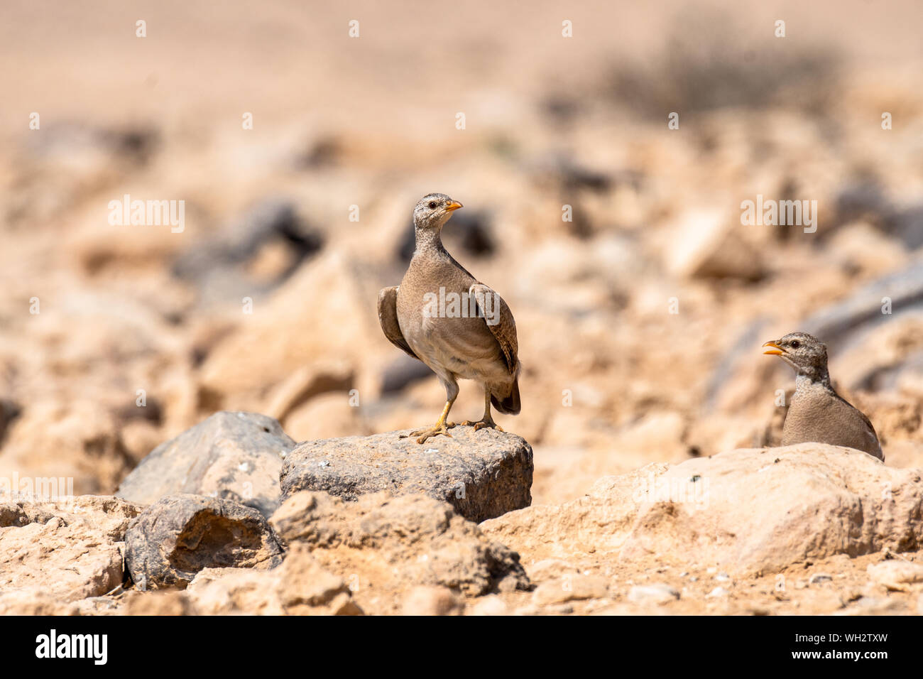female Sand Partridge (Ammoperdix heyi) In the Negev Desert Israel ...