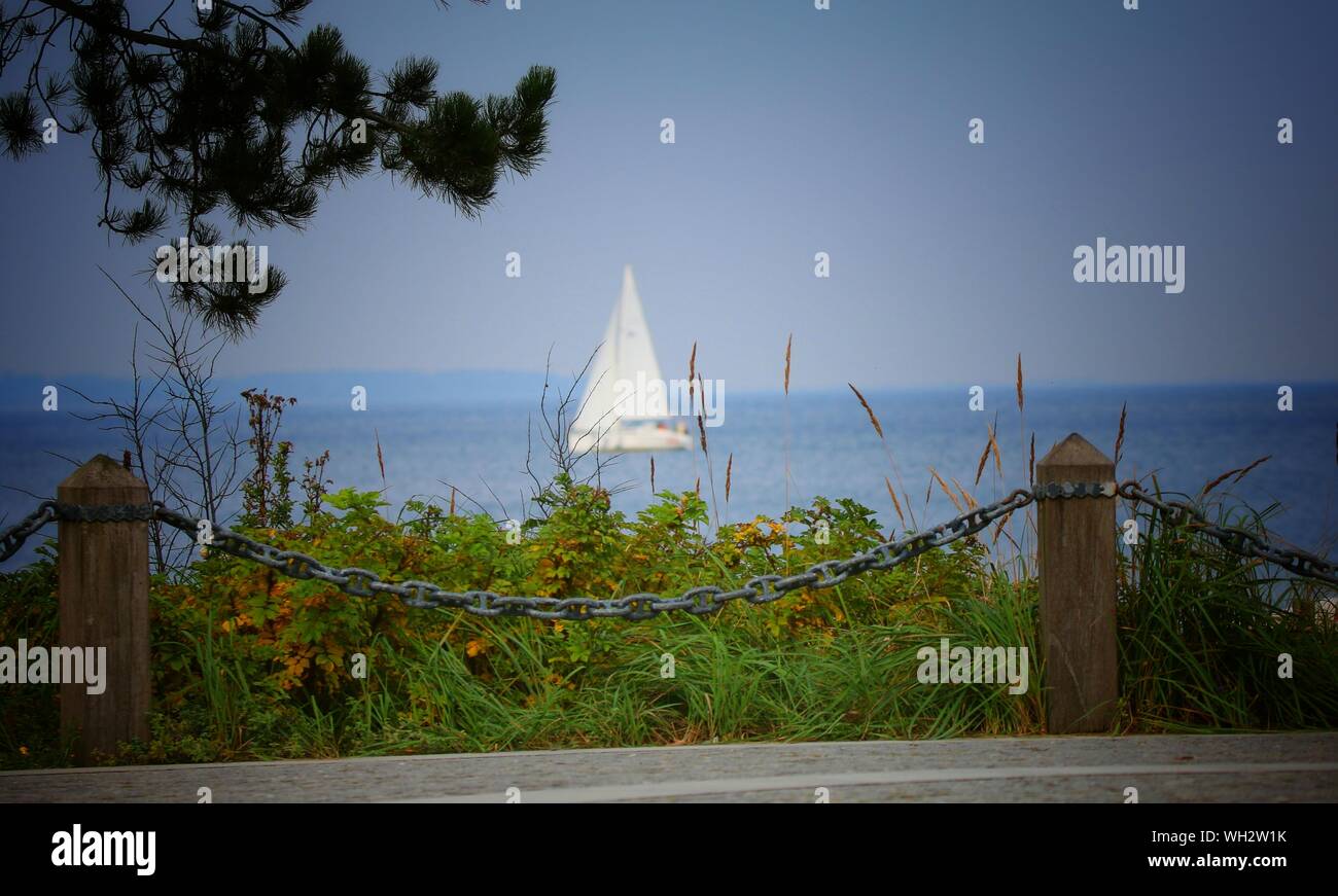 Plants Growing By Railing With Sailboat In Background Stock Photo - Alamy